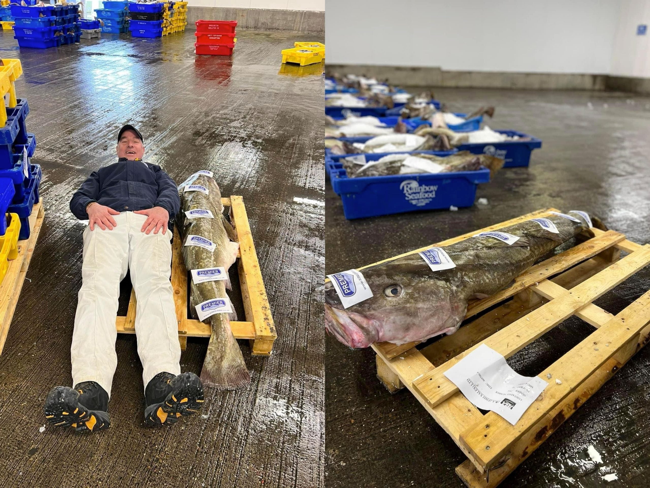 Oh My Cod! 'Monster' 6ft cod stuns workers at Grimsby fish market - Gi ...