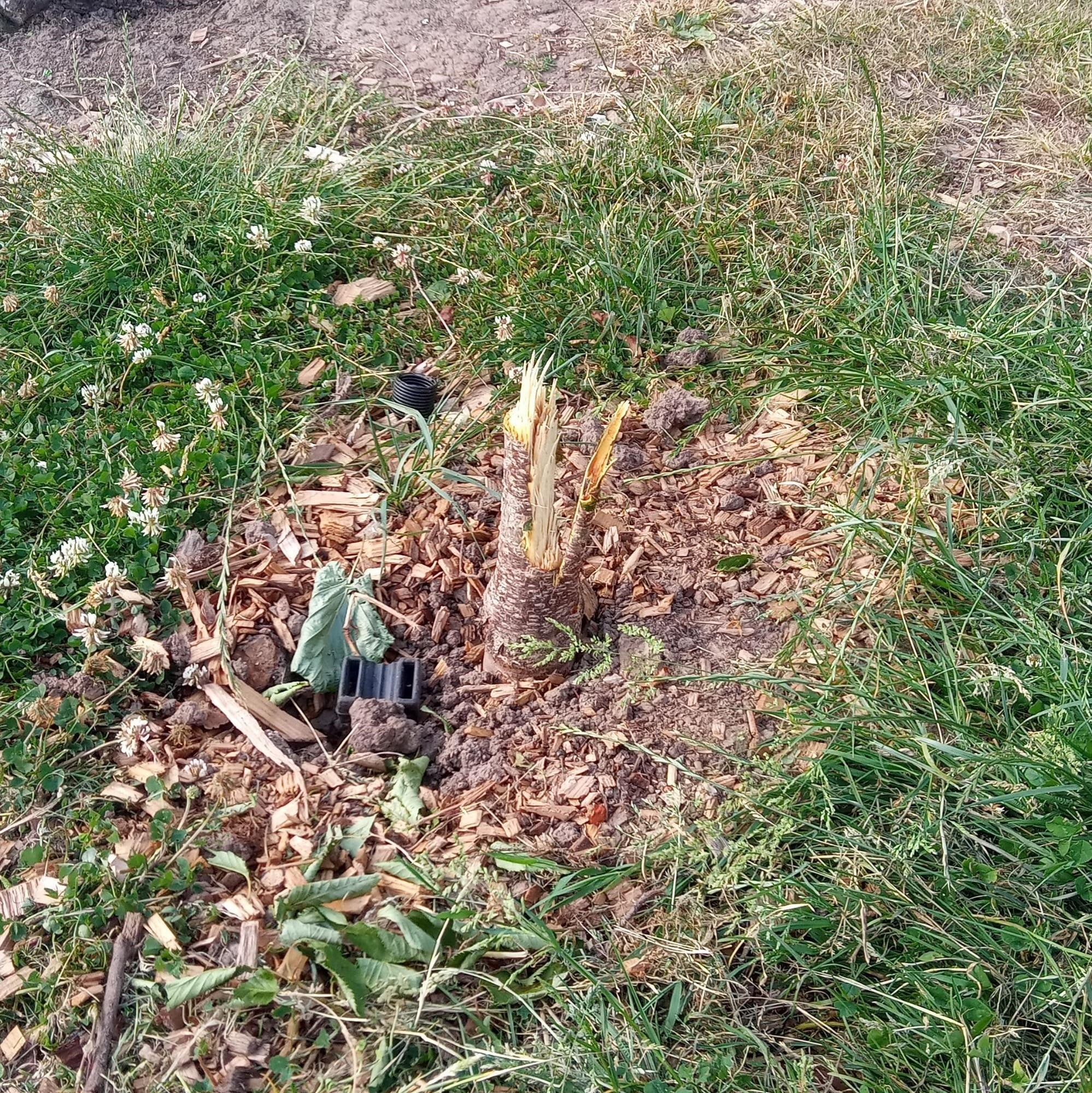 Newly planted trees badly damaged by vandals at People's Park - Gi Media
