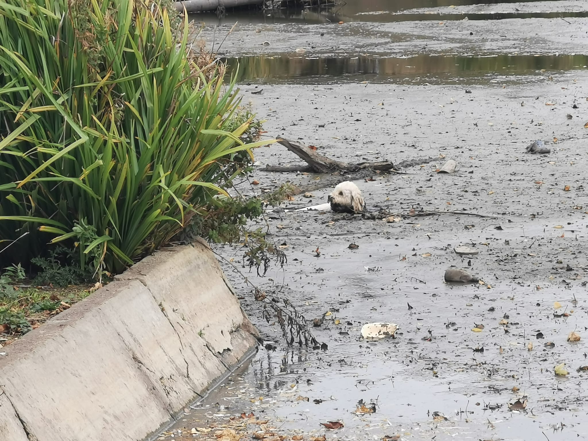 Horror as dog becomes trapped in boating lake - Gi Media
